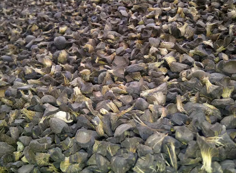 Palm Shells Shredder | Palm Shell Crusher